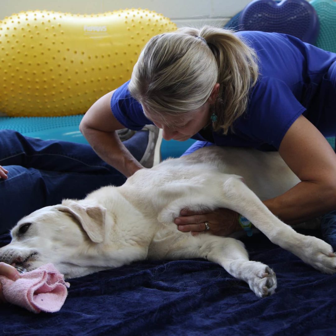 Homepage - Elevate Animal Rehab