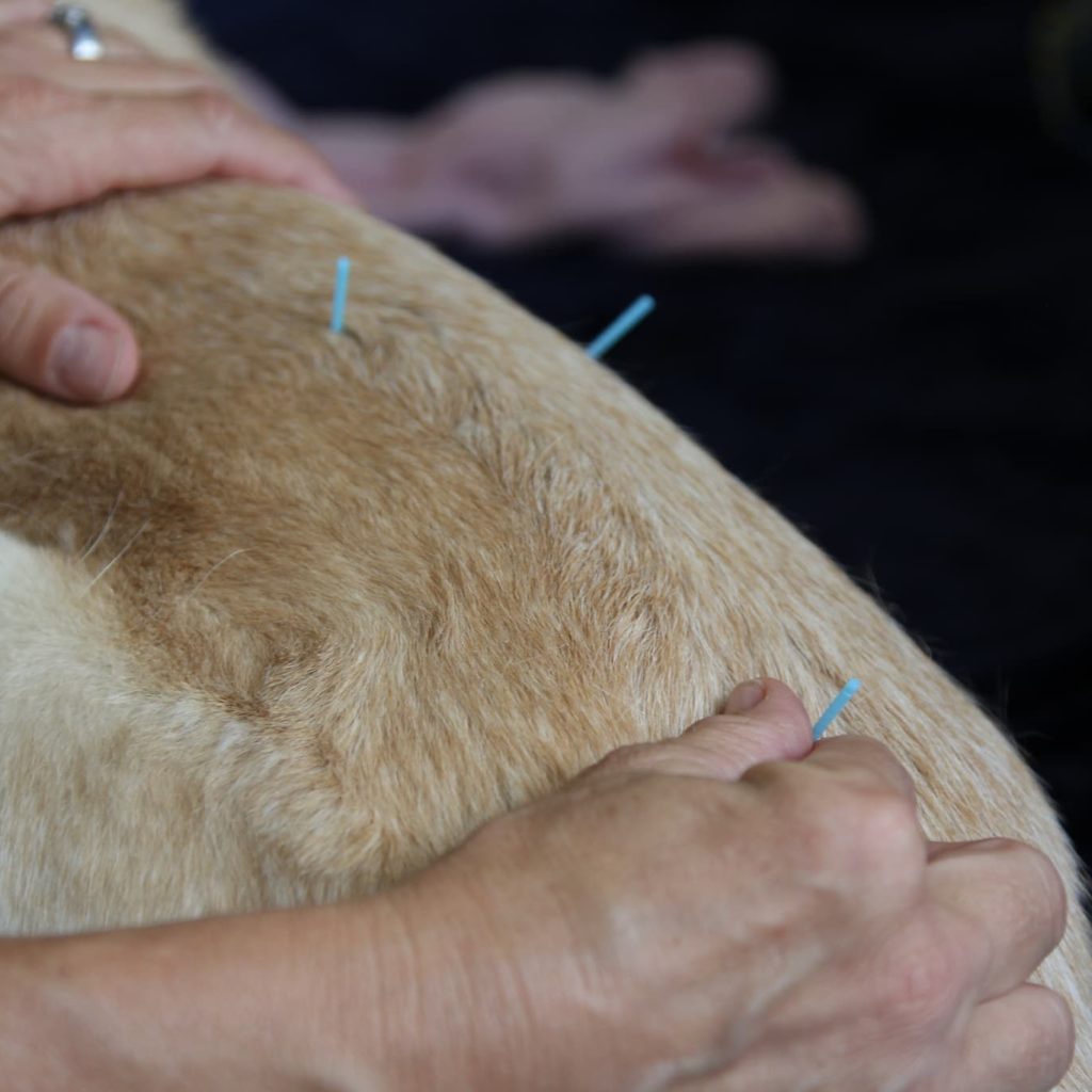 Homepage - Elevate Animal Rehab